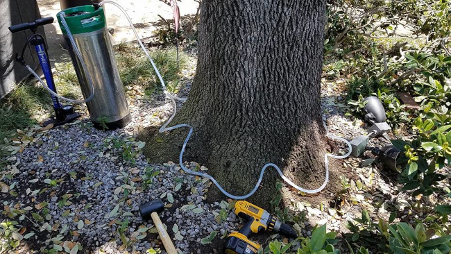 Tree Fertilization, Fort Worth | Southern Charm Tree Care