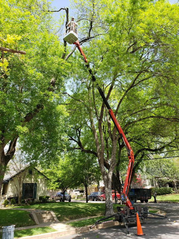 Tree Care, Irving, TX | Southern Charm Tree Care