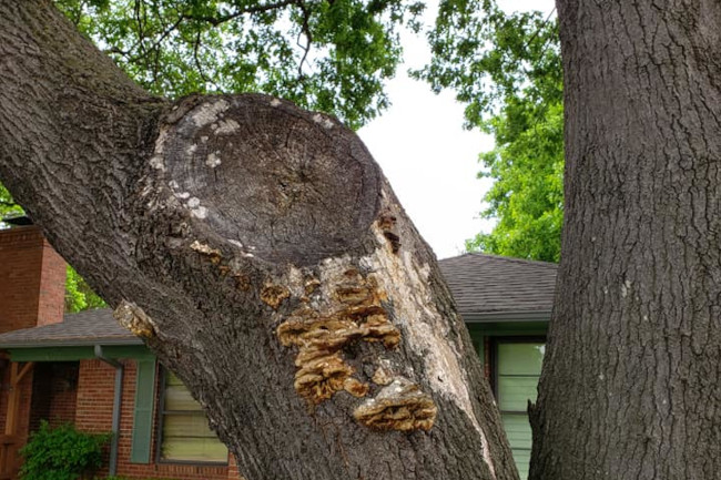 Tree Fungus, Fort Worth, TX | Southern Charm Tree Care