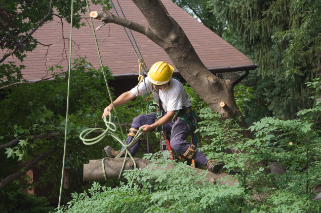 Why You Might Need Tree Removal | Southern Charm Tree Care
