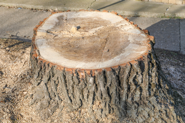 Why Winter Is a Good Time for Stump Removal | Southern Charm Tree Care
